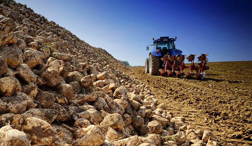 Managing soil recovery after the beet harvest